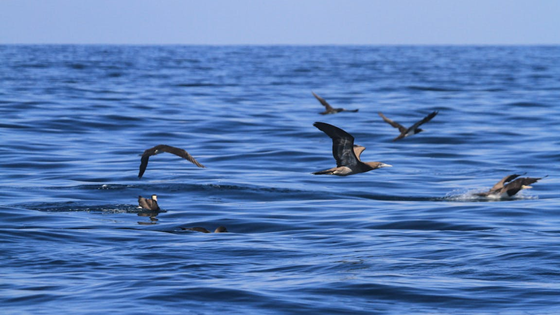 Atlantic Ocean’s rapid rise threatens 135 million Americans