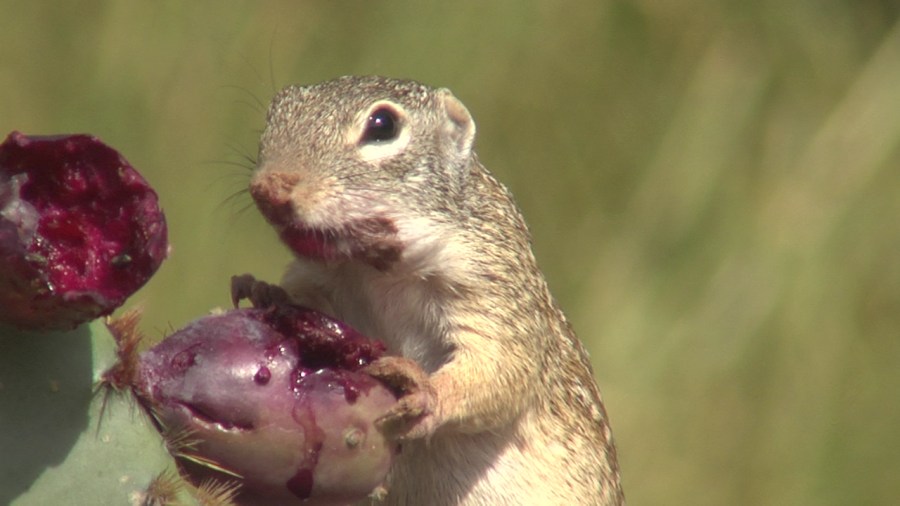 Richard Moore outdoor report: Peerless prickly pear cactus