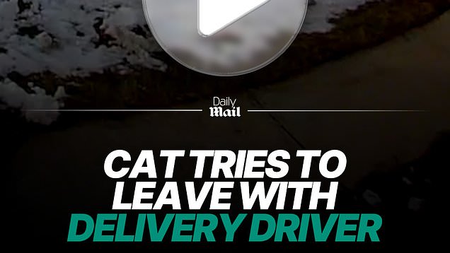 Cat repeatedly tries to follow delivery driver on his route