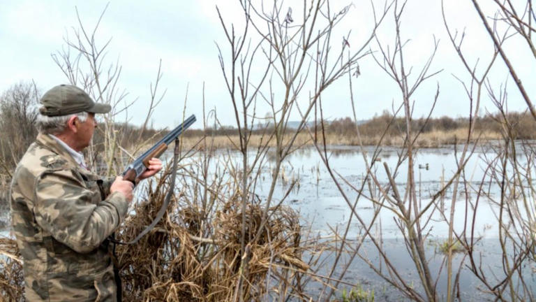What caliber makes the most sense for snapping turtles, beavers, and ...