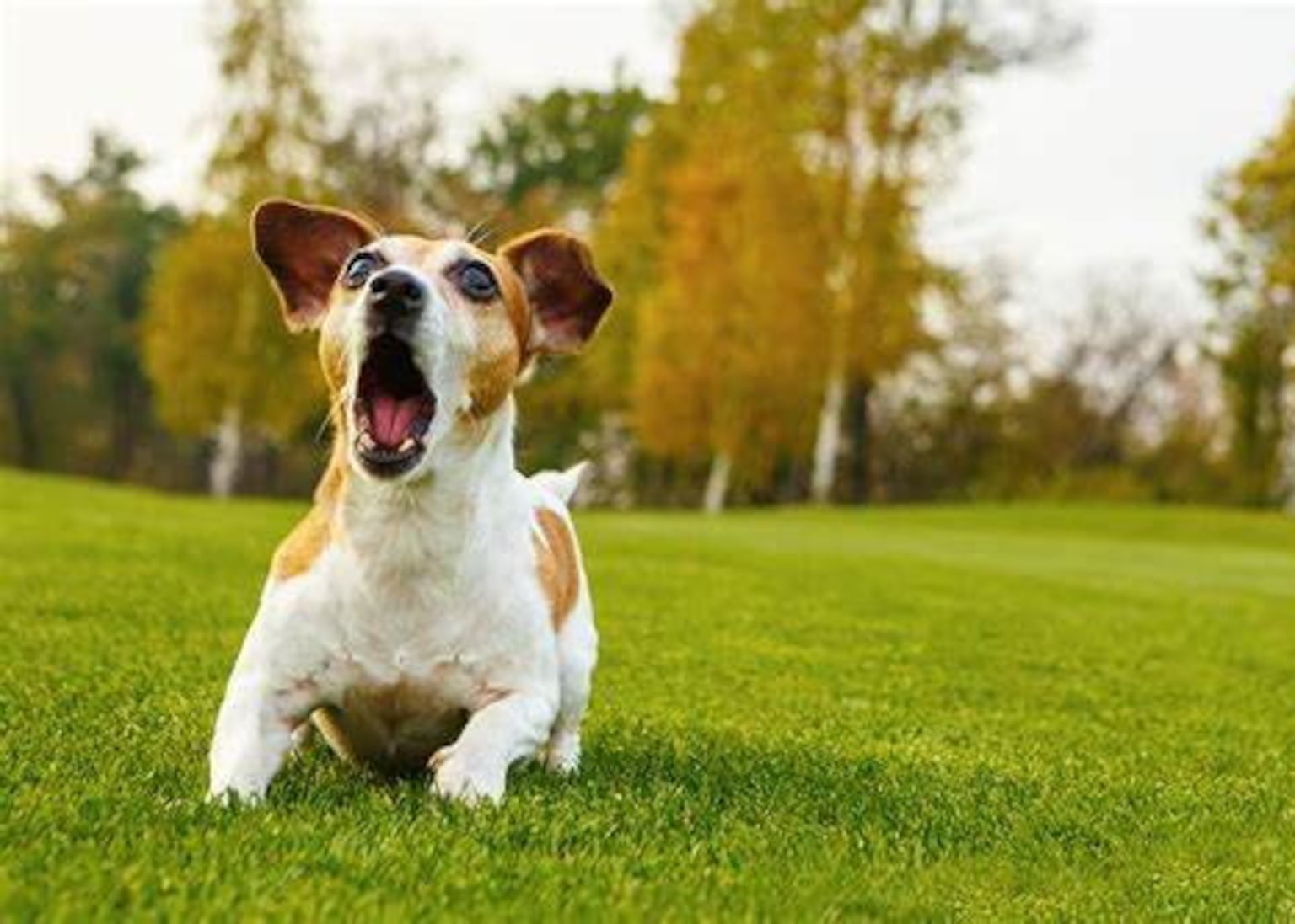 Derry siblings fined as council officer counts almost 4,500 dog barks