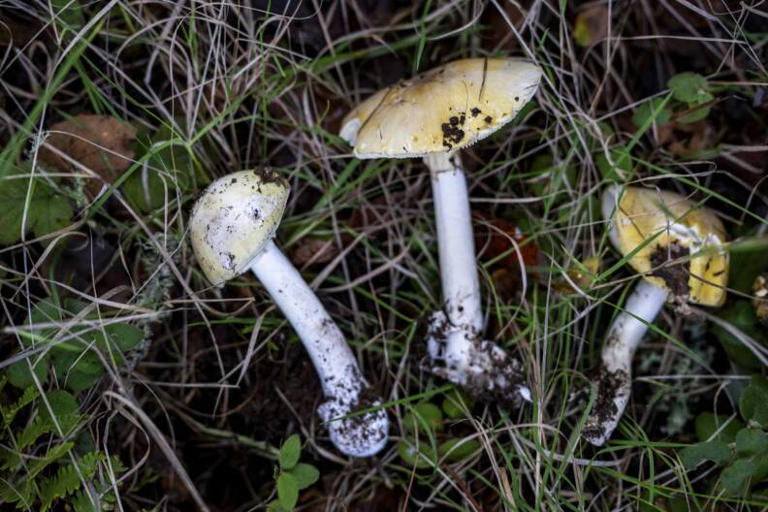 California combats largest mushroom poisoning outbreak in the country