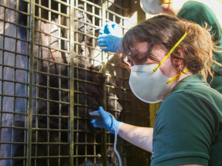 Critically endangered gorilla pregnant at Audubon Zoo