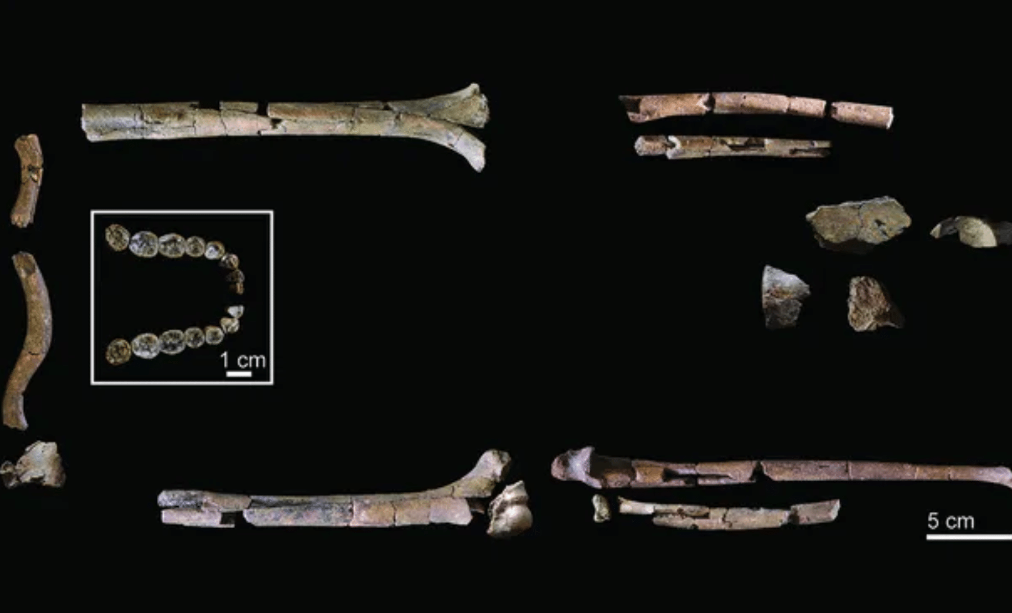 Most complete Homo habilis skeleton ever discovered reveals surprising ...