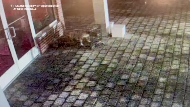 Abandoned dog left outside animal shelter in New Rochelle in the middle ...