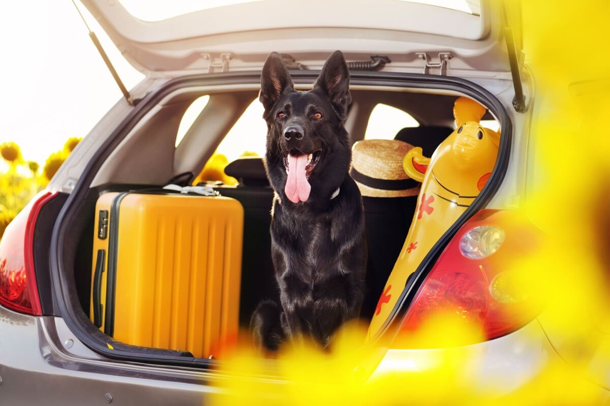 5 cuidados essenciais para viajar com os pets no verão