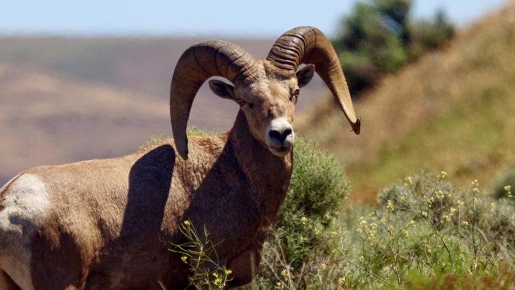 Pneumonia outbreak forces IDFG to 'lethally remove' small herd of ...