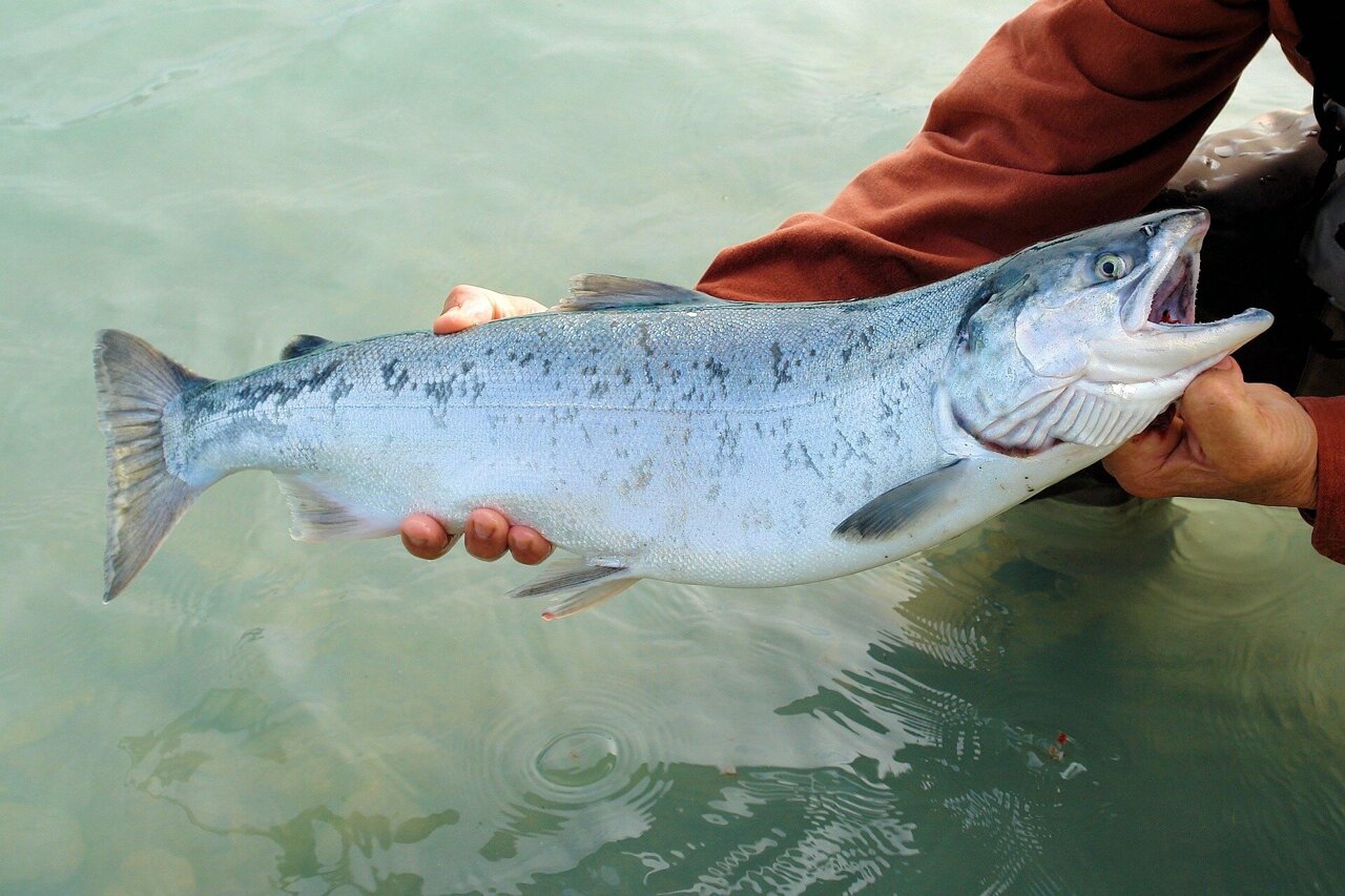 Canada is losing track of salmon health as climate and industrial ...