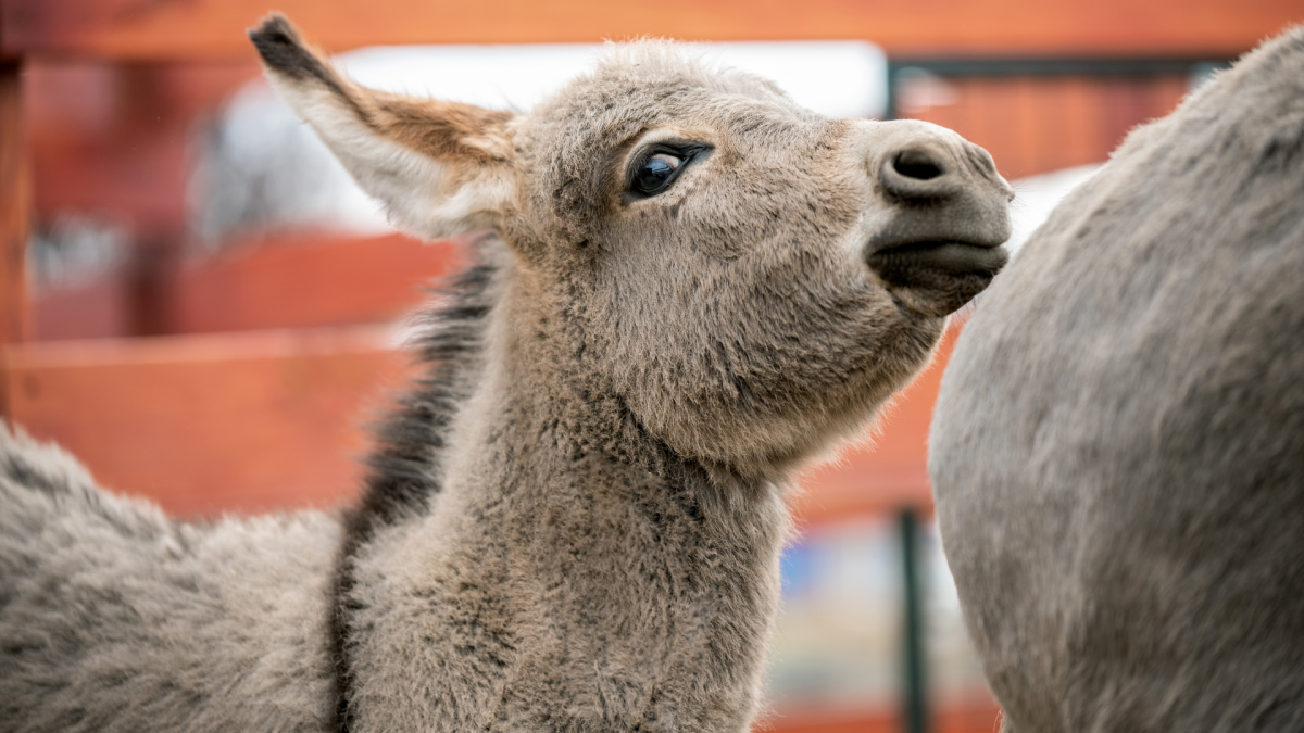 Baby donkey's first roll in dirt is the stuff dreams are made of