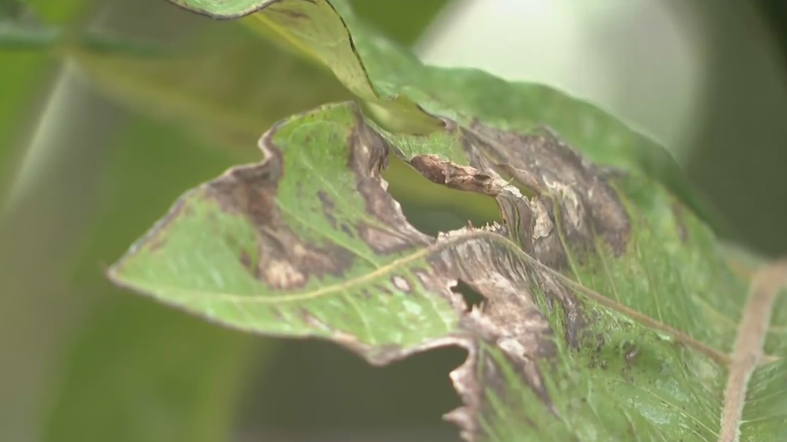 Cold weather moving through South Florida could scar and ruin plants ...