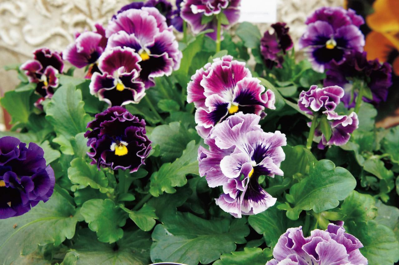 1月16日の花とは?【366日の誕生花と幸せの花言葉】