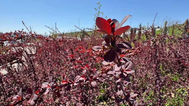 Michigan just joined the list banning the Japanese barberry shrub: Is ...