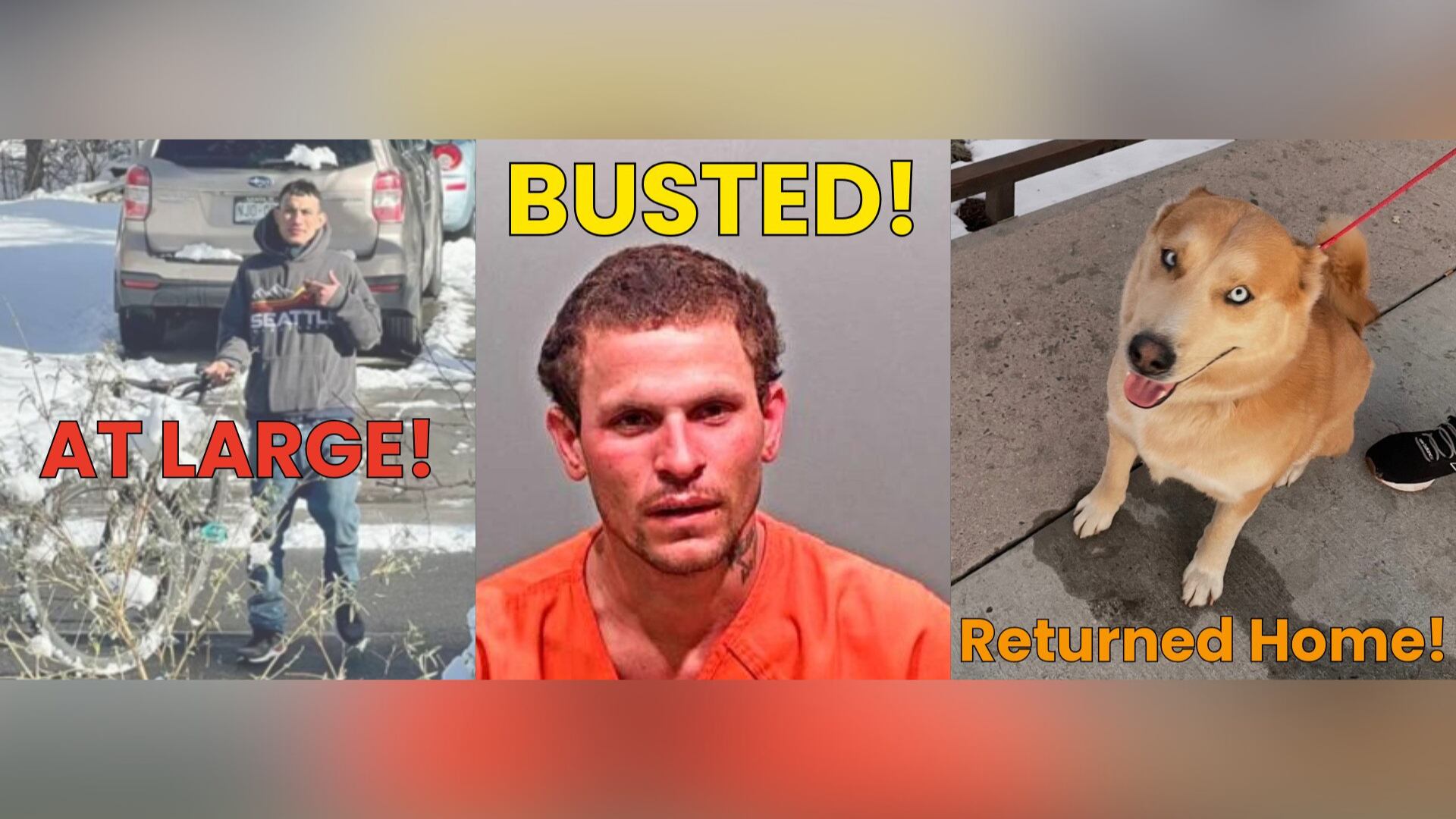 JCSO: Suspect on the run after dog stolen from Jefferson County home ...