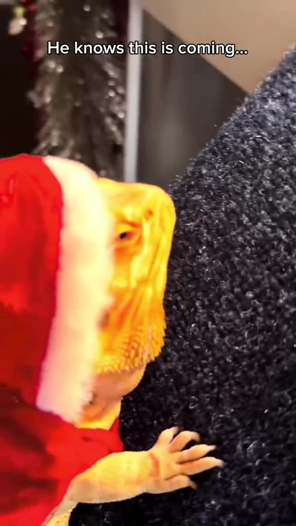 Bearded dragon Chuck vs the Christmas costume