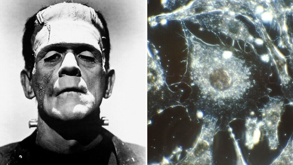 A 'Frankenstein' third state between life and death has been confirmed ...