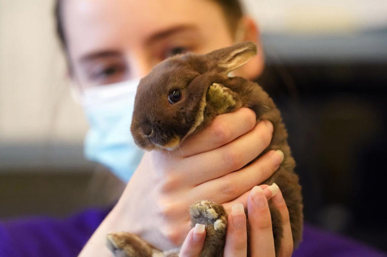 Rabbit repeatedly attempts to enter vehicles in Colorado town