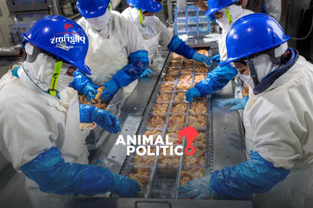 Pilgrim’s invertirá mil 300 mdd en México; buscan reducir 35 % las ...