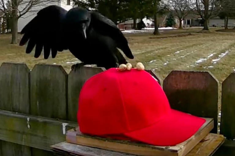 Anti-MAGA crow trainer shares tips for Vikings looking to fend off ...