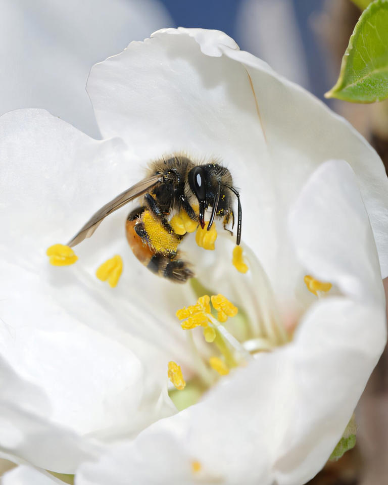 Flowers shape the spread of viruses among wild bees, study finds