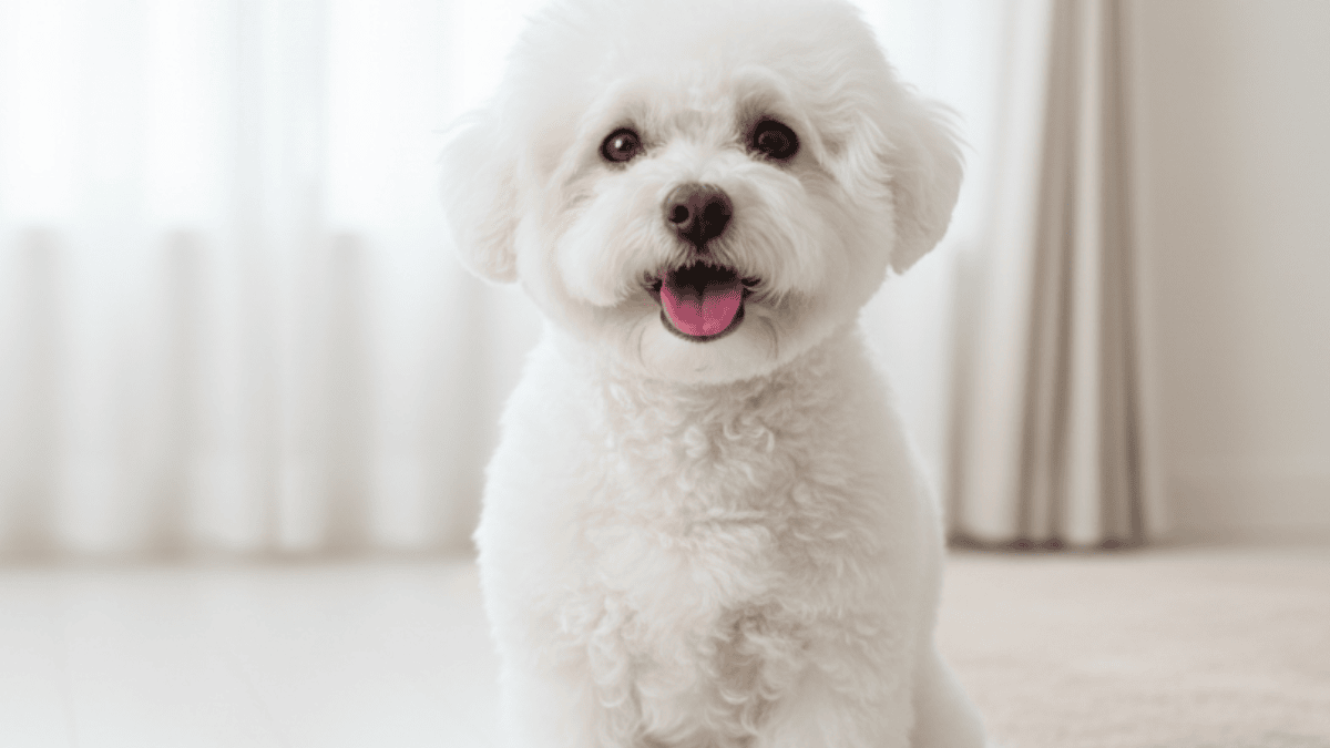 10 dog breeds that don't shed and are ideal for small apartments