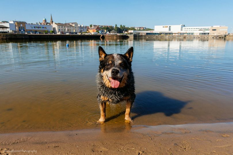 Owner's heartbreak as 'most famous' dog in Wirral dies