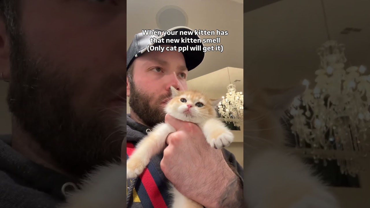 Only cat owners will know the smell of a tiny kitten