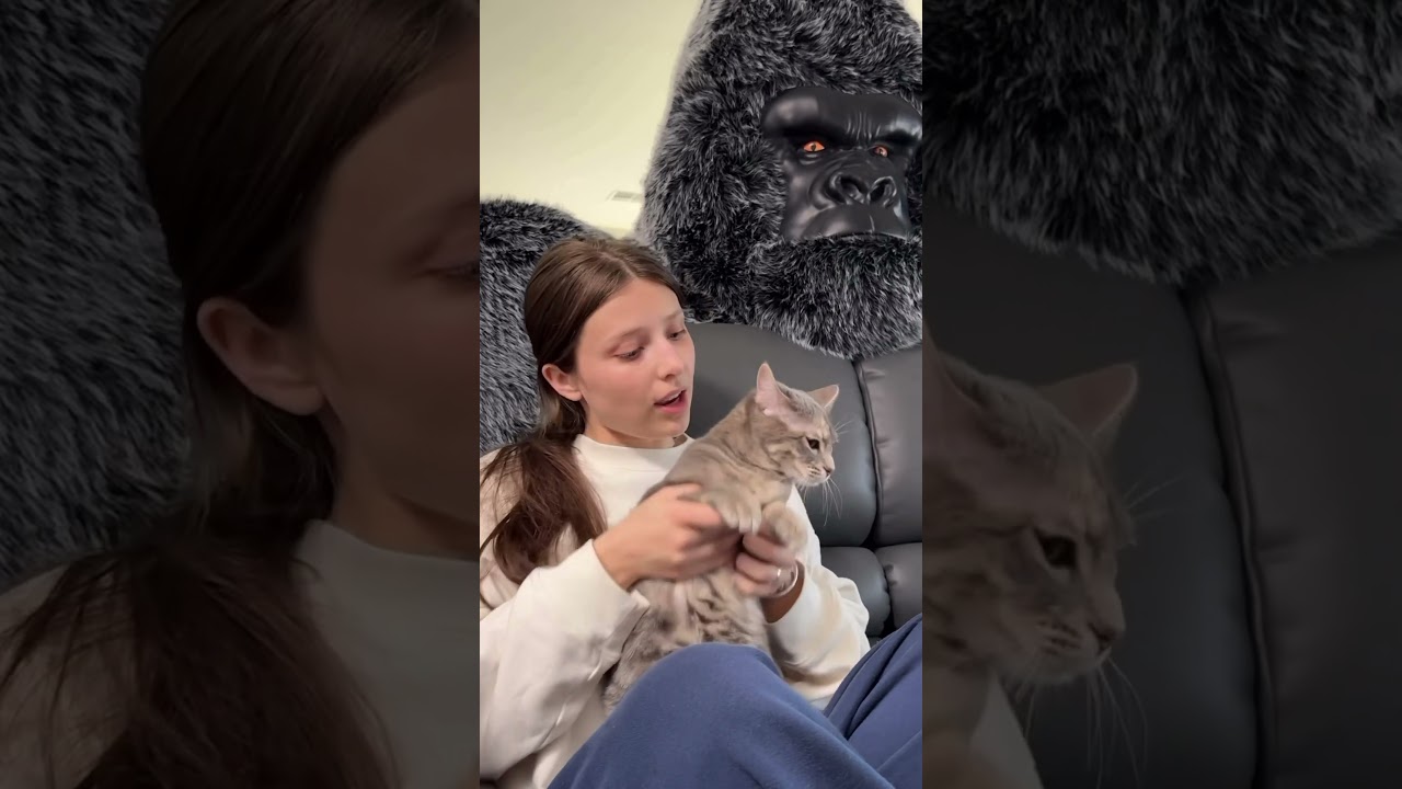 Realizing my cat might not like our gorilla-shaped couch