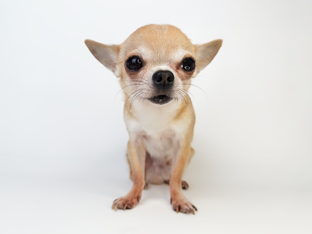 Rescue Chihuahua Smiles With Happiness Over Gratitude for New Foster Home