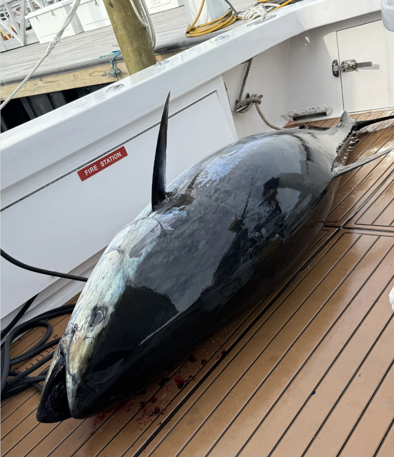 832.6-pound record bluefin tuna hit 'like an atom bomb going off'