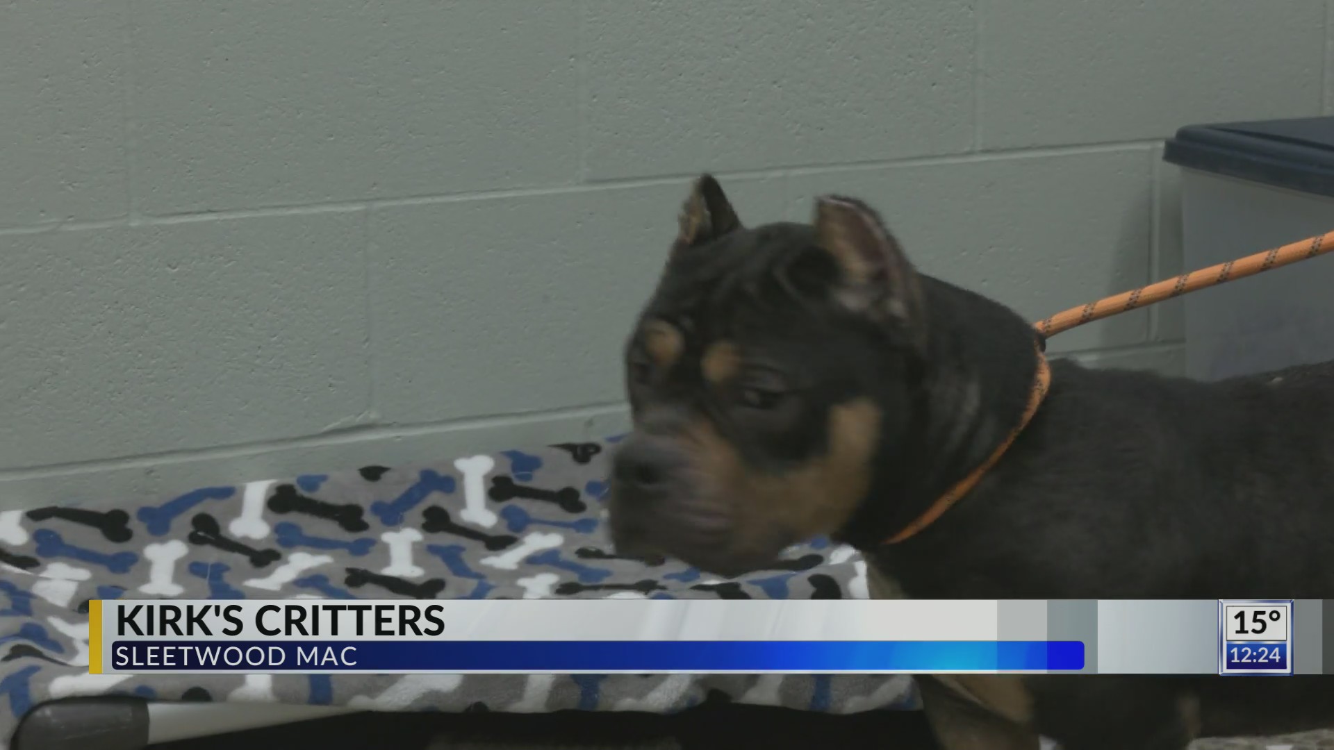 Kirks critters: Sleetwood Mac