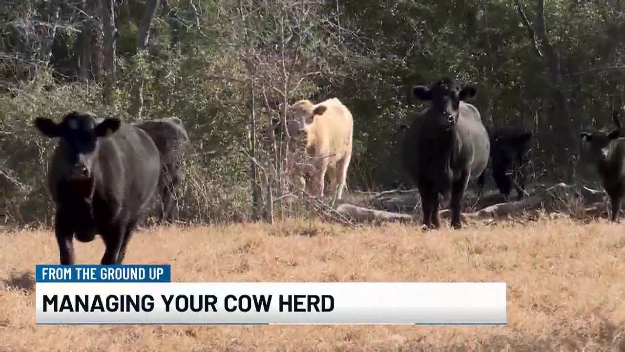 From the ground up: Managing your cow herd