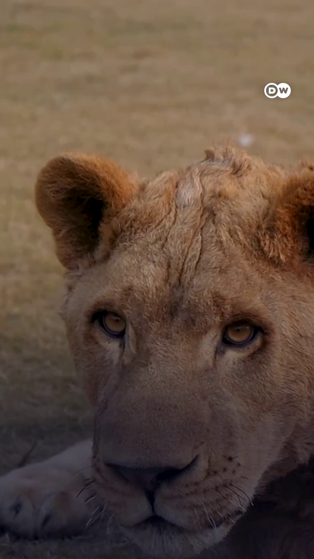 Pakistan's big cat boom raises safety, ethical questions