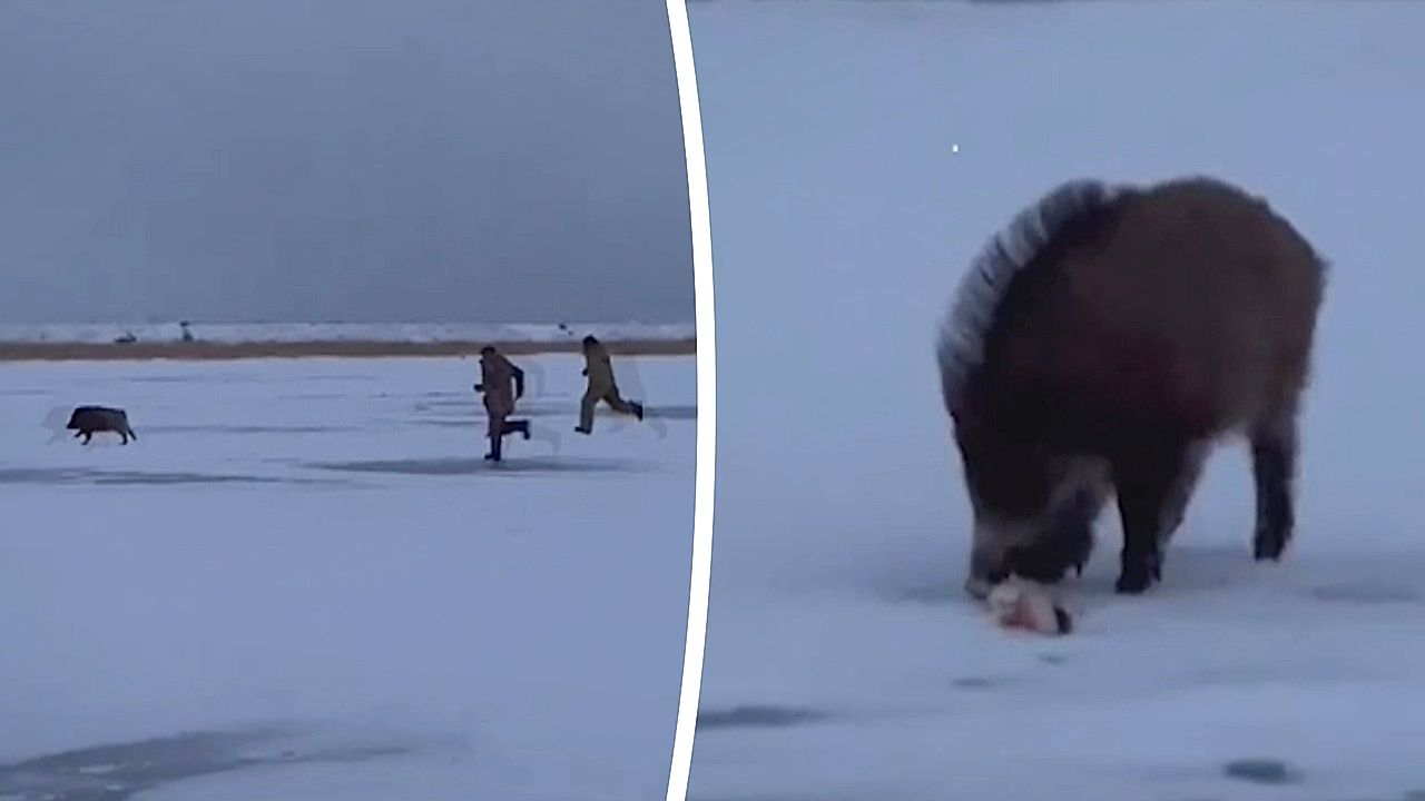 Hungry wild boar steals fishermen's catch and bolts across frozen lake