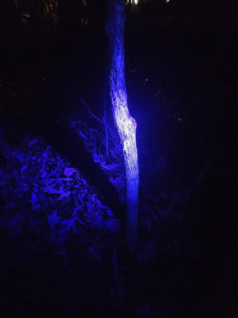 Deer are leaving glowing messages for each other in the dark ...