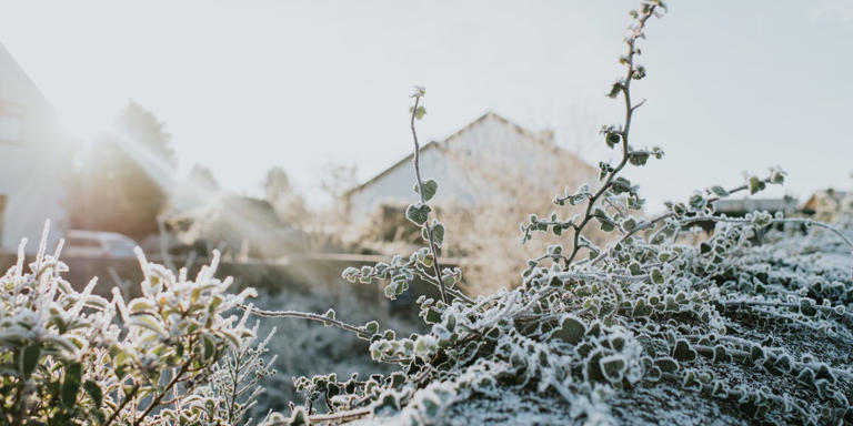 Your last frost date could be earlier than normal in 2026—if you live ...