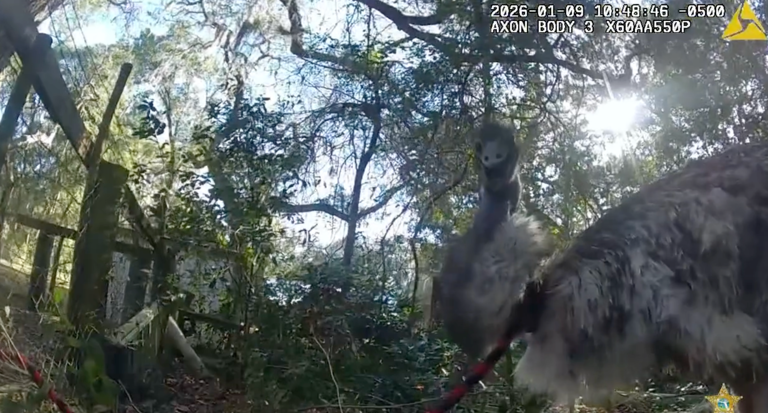 See it: Runaway emu handcuffed by Florida sheriff's deputy after ...