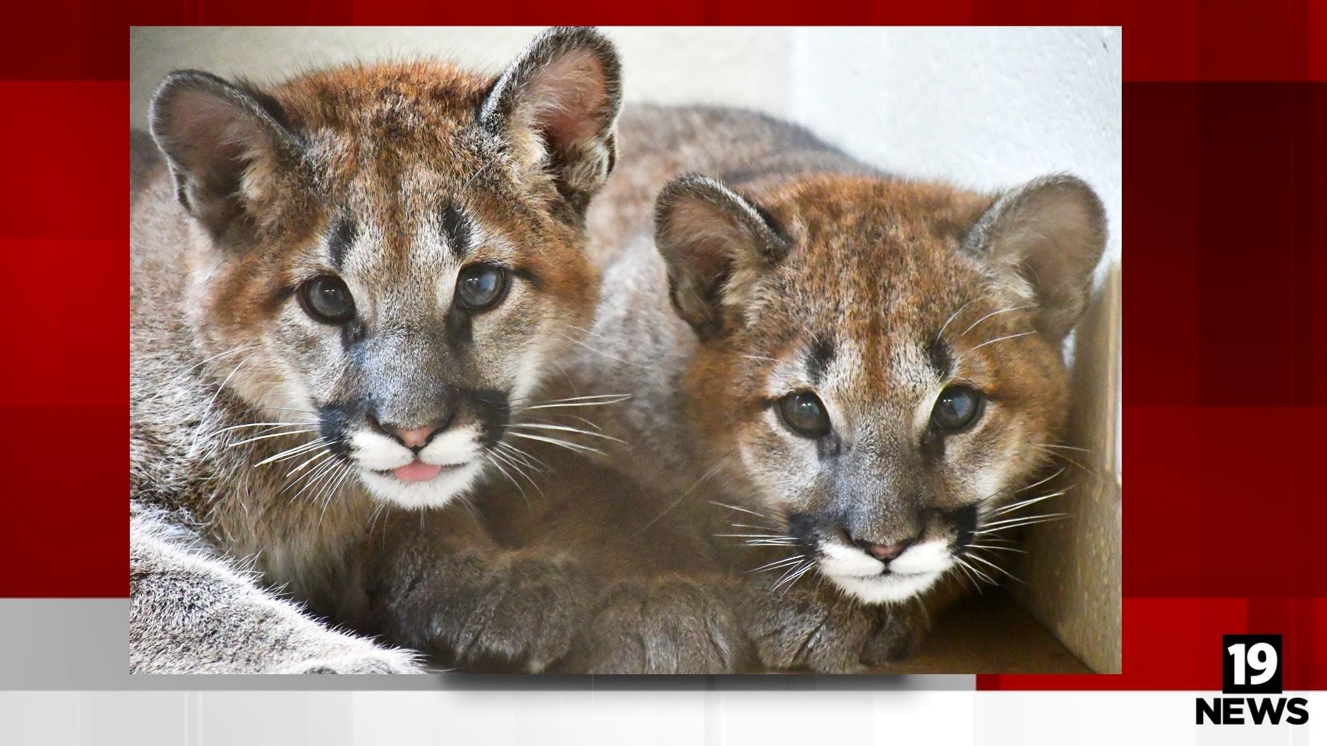Akron Zoo introduces mountain lions for the first time