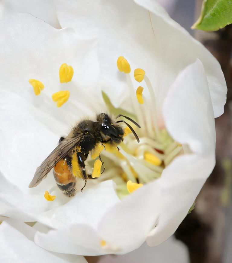 Flowers shape the spread of viruses among wild bees, study finds