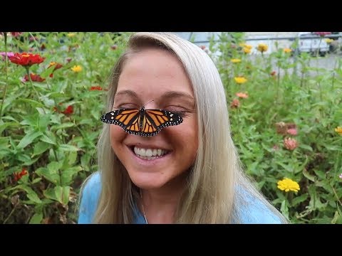 Monarch butterflies raised from caterpillars at home