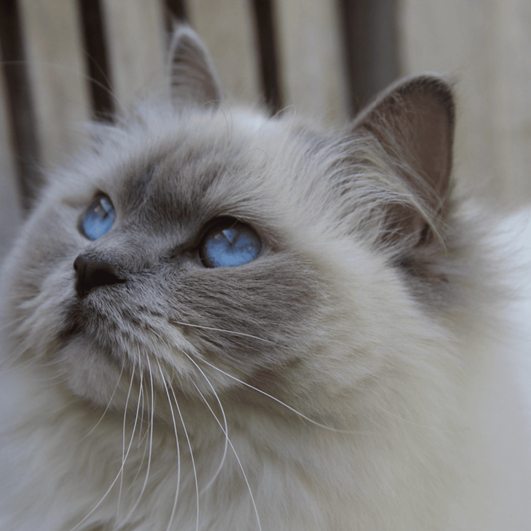 Your cat is acting normal, but it might not be well