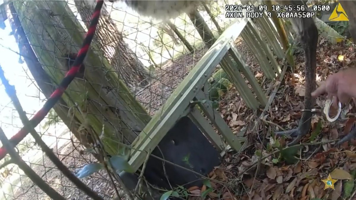 Watch: Florida deputy lassos, handcuffs runaway emu