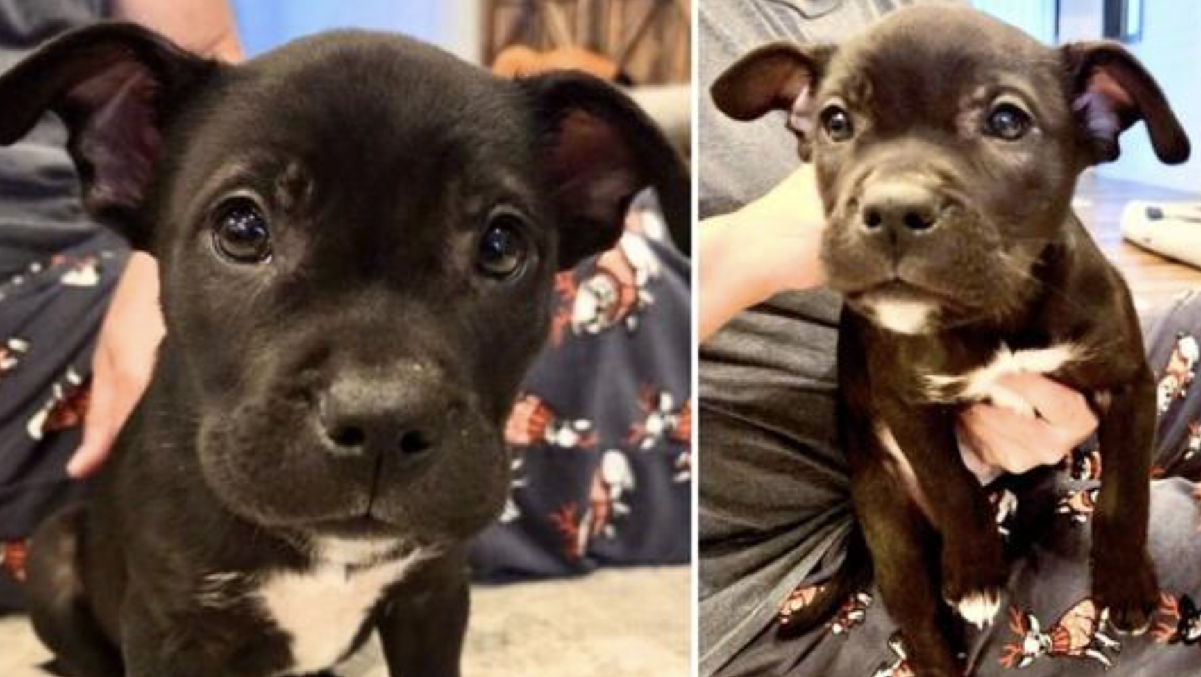 Meet Boone Superstar: The 5lb Puppy Who Was Rescued on a Southern Road ...