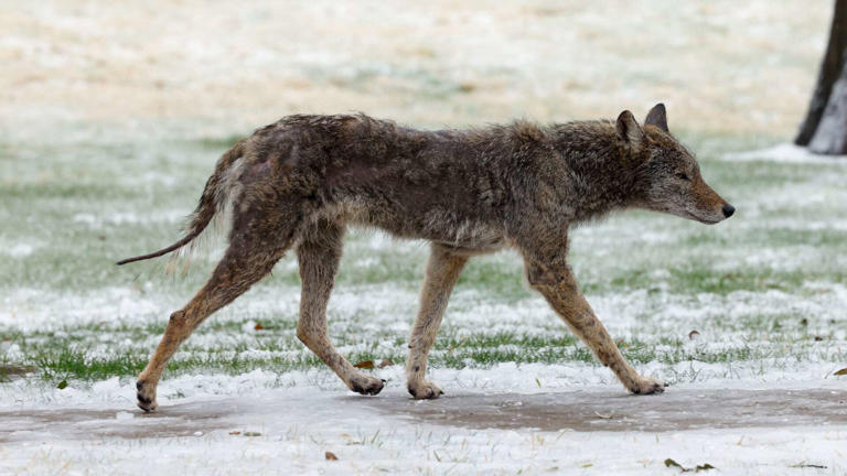 Coyote, bobcat sightings on the rise in parts of Dallas-Fort Worth ...