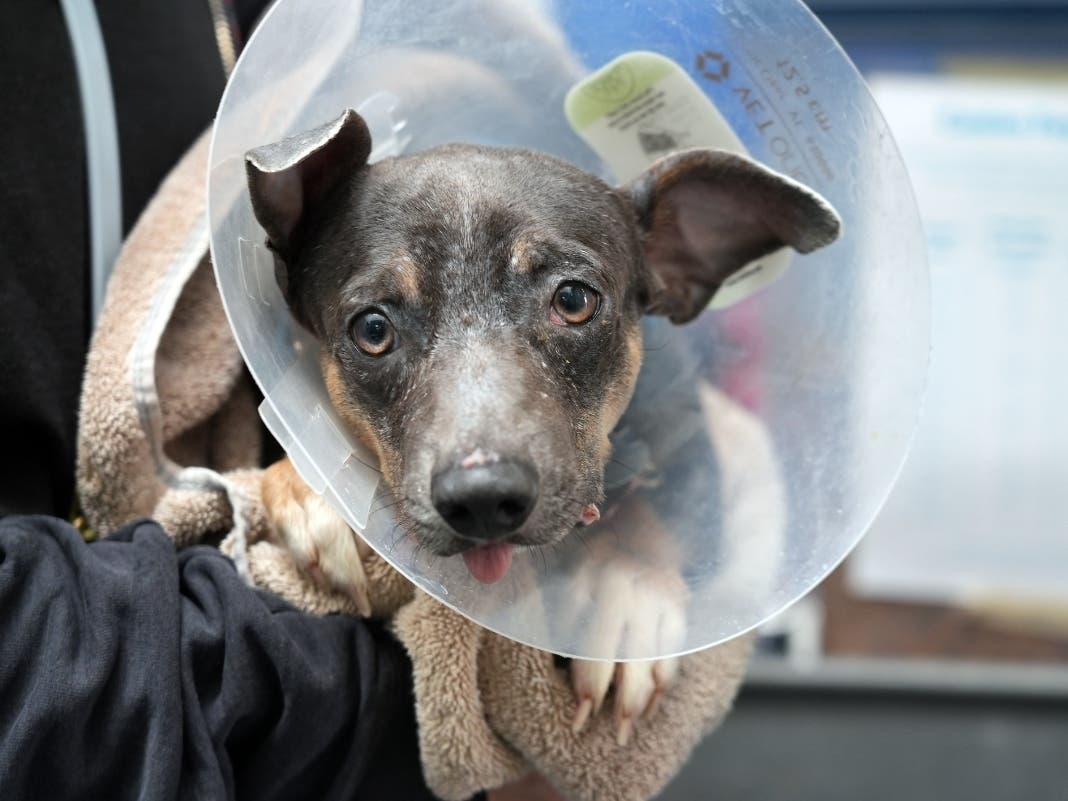 7 of 40 dogs rescued from La Mesa apartment find foster homes