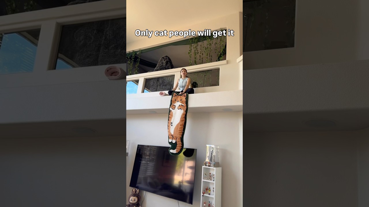 Tiny kitten takes throne as fearless home leader