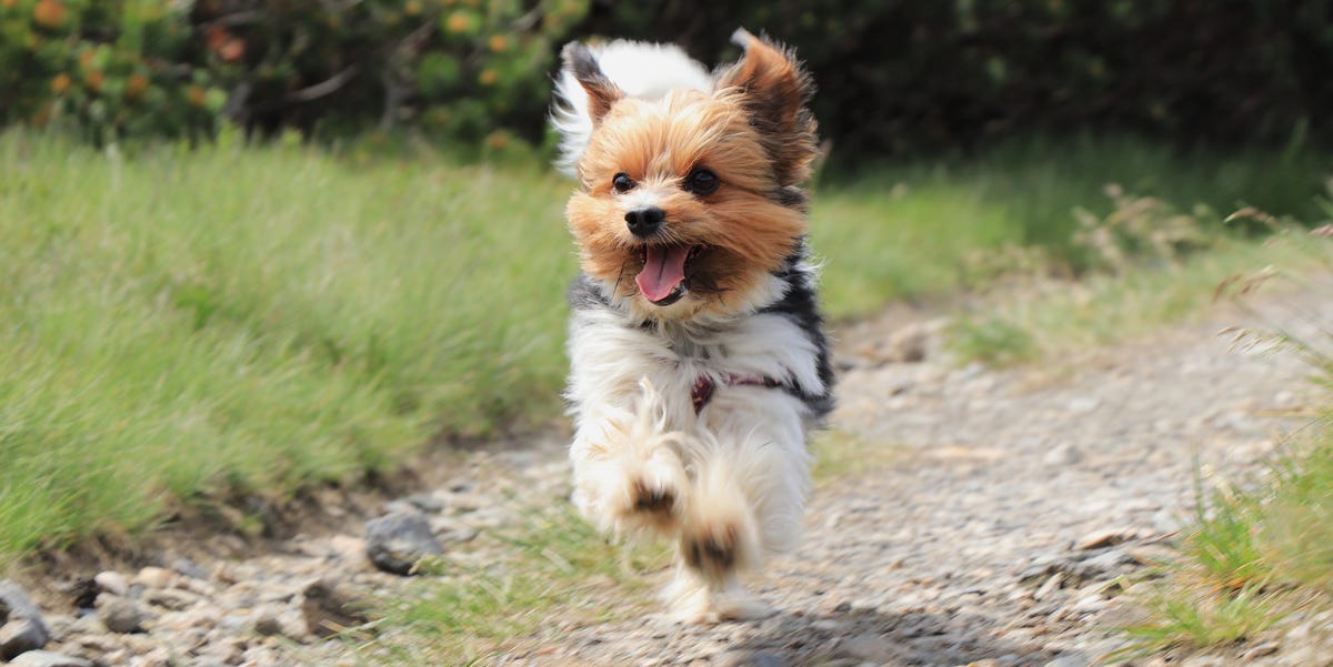 15 most expensive dog breeds you can adopt today