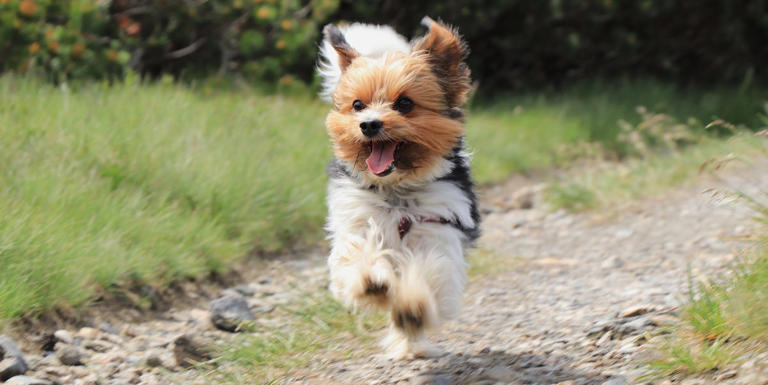 15 most expensive dog breeds you can adopt today