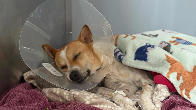 Peace-walking dog to reunite with monks following surgery in SC