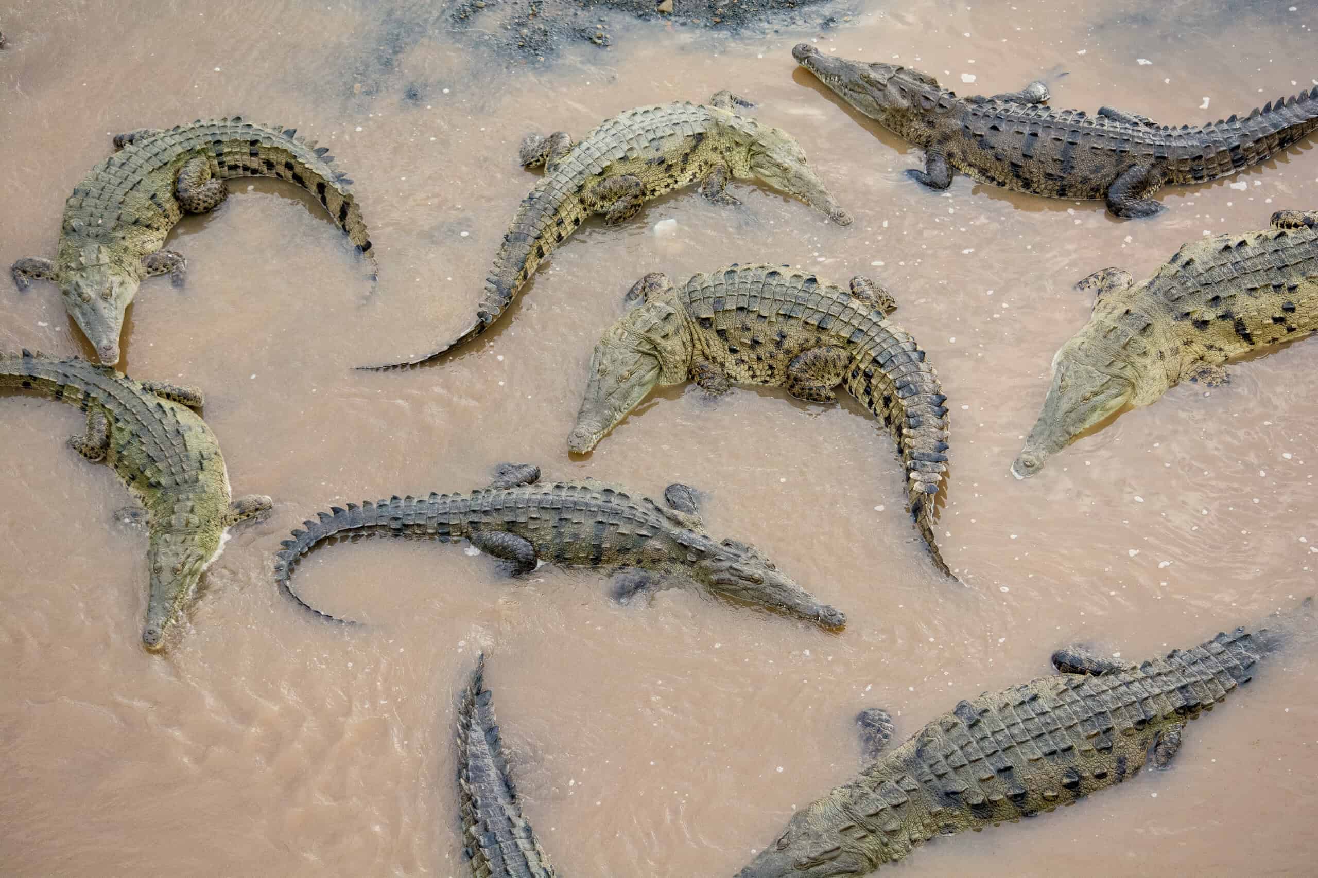 What swimmers should know about alligator activity in Alabama