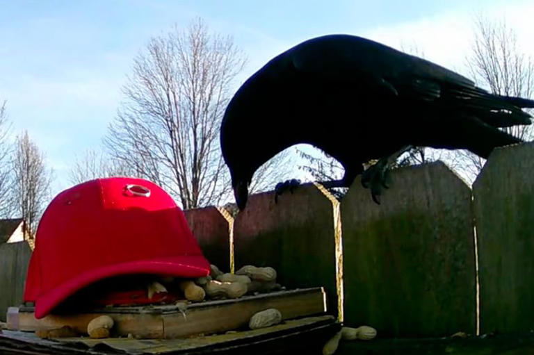 Anti-MAGA crow trainer shares tips for Vikings looking to fend off ...